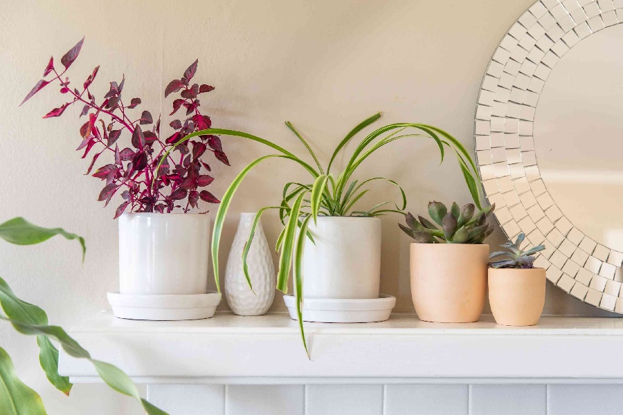 Flower Pot Ideas for Office Spaces - Actual Organics